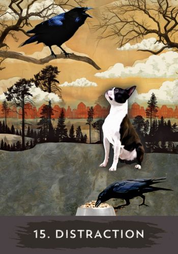 Urban Crow Oracle